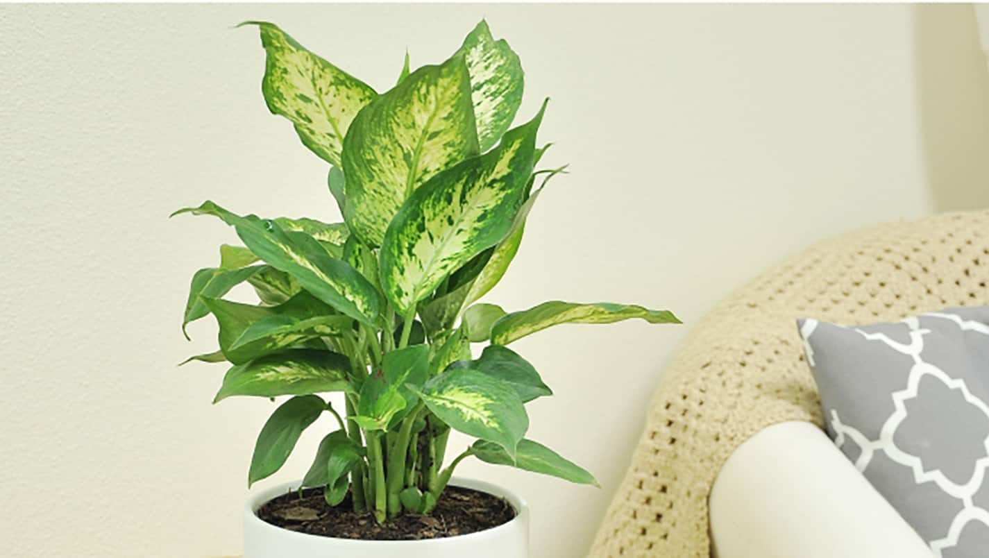 places to get house plants near me